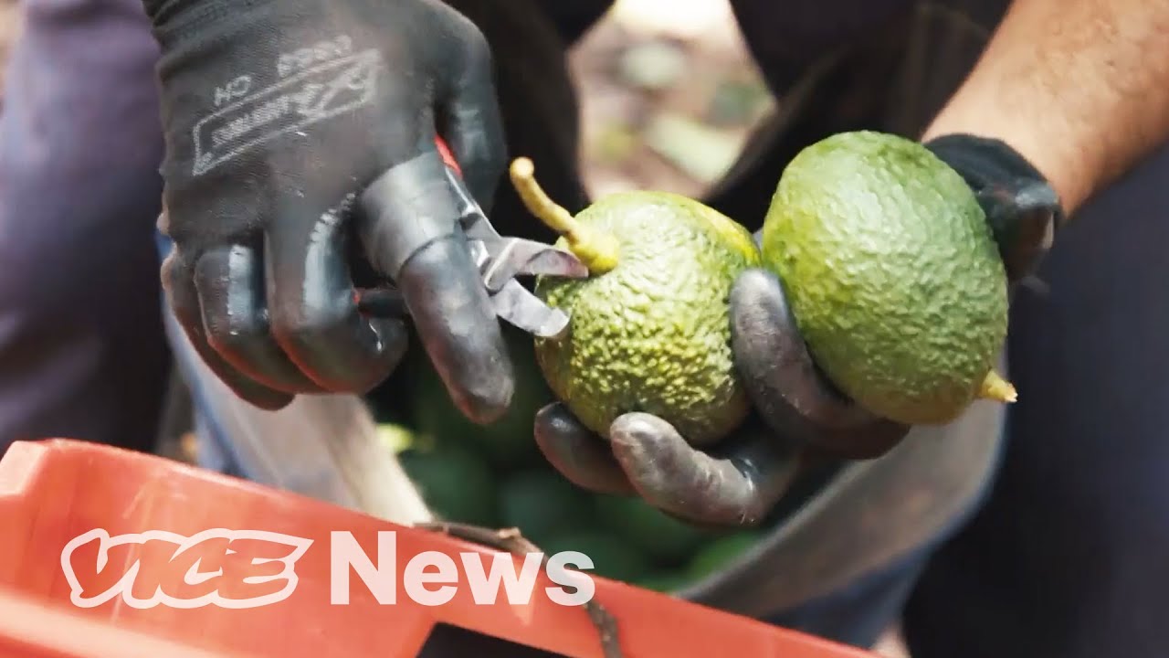 Defending Avocado Farms From Drug Cartels – Radio Free